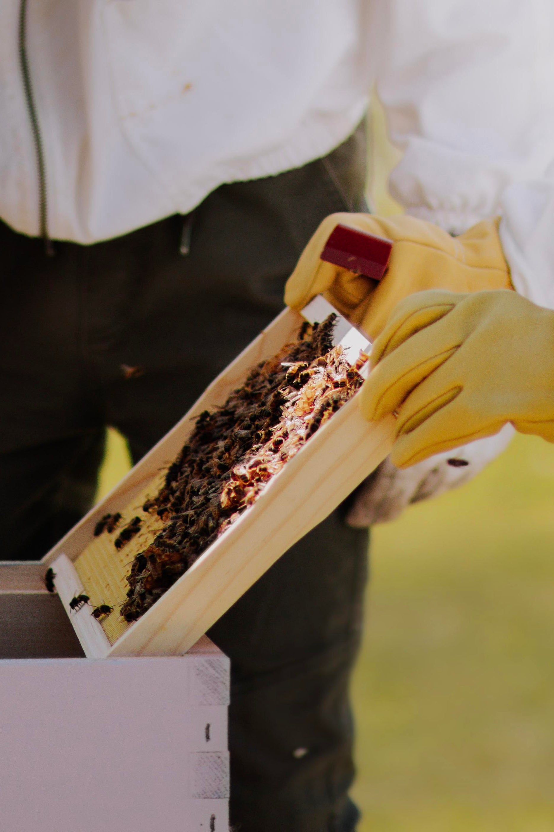 Dancing Bee Equipment Manitoba | Canadian Beekeeping Equipment Store