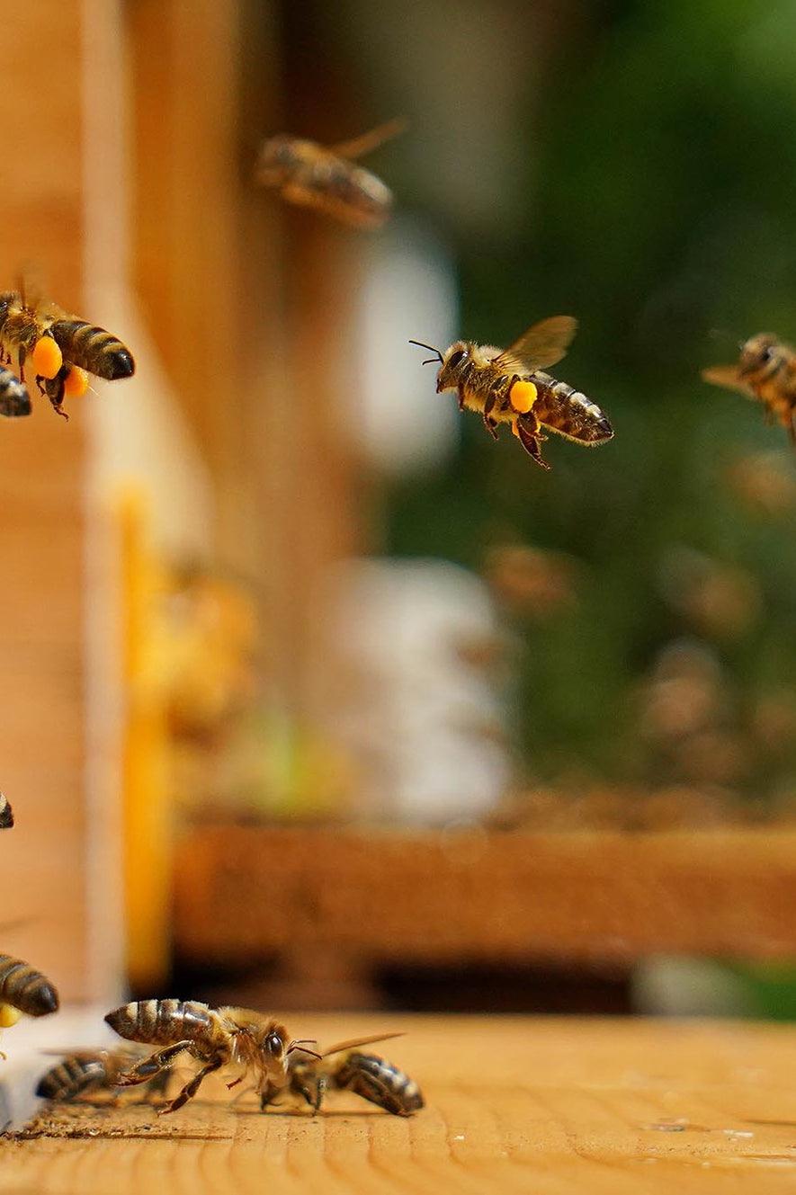 Dancing Bee Equipment Manitoba