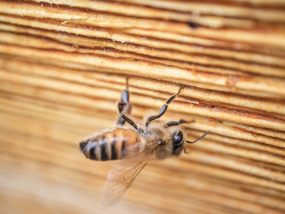 Dancing Bee Equipment Manitoba | Canadian Beekeeping Equipment Store