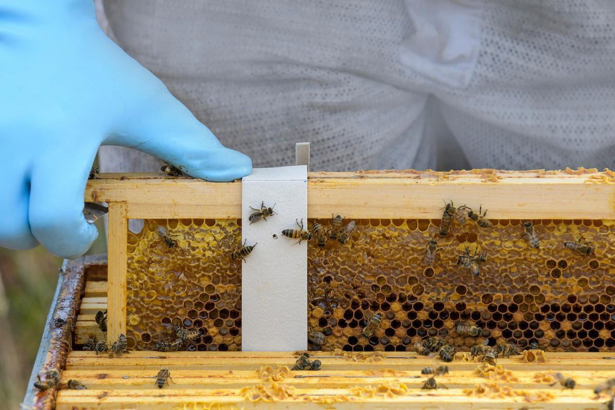 Dancing Bee Equipment Manitoba | Canadian Beekeeping Equipment Store